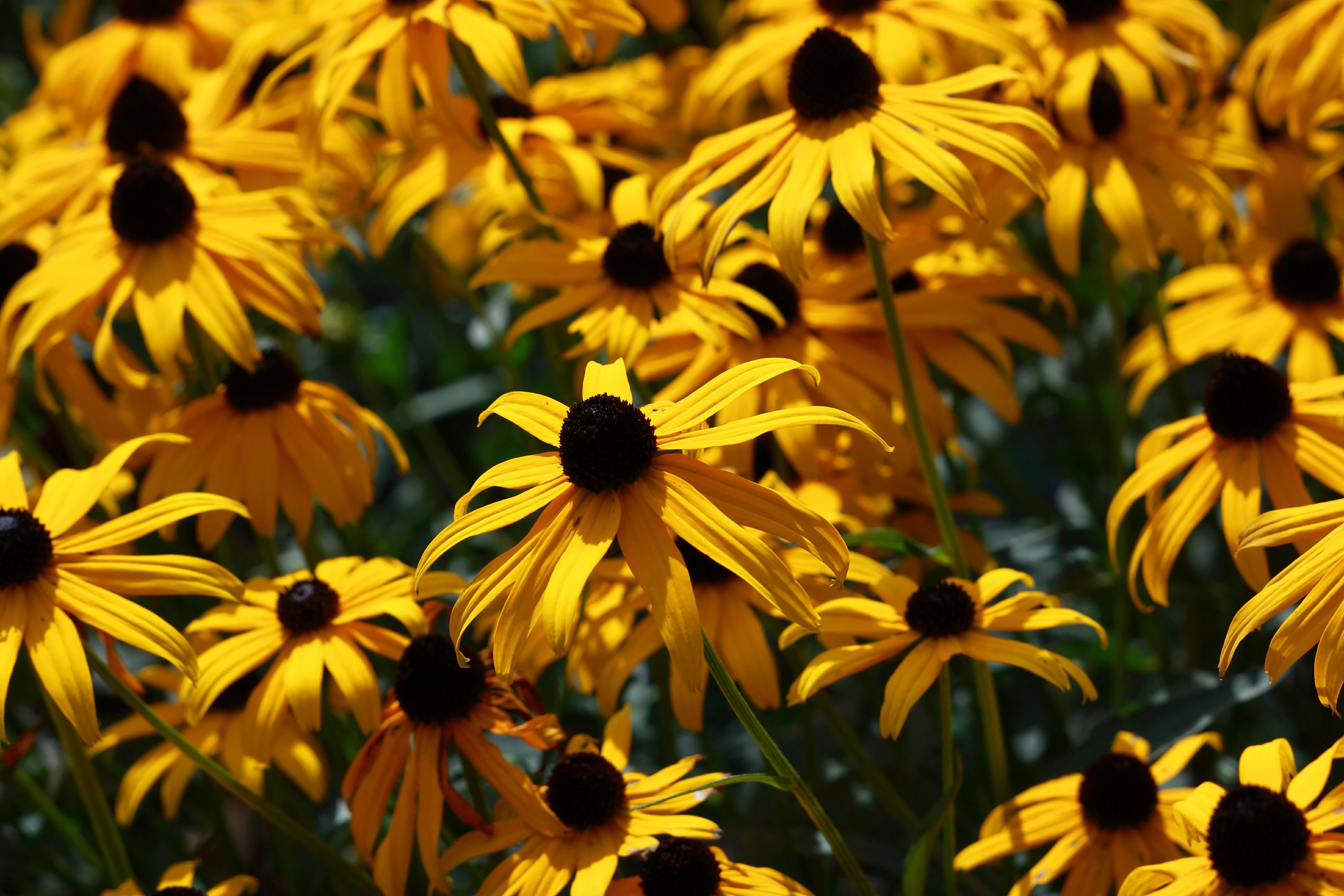 Ebern Designs Leeam Yellow Flower Bed by - Wrapped Canvas Photograph ...