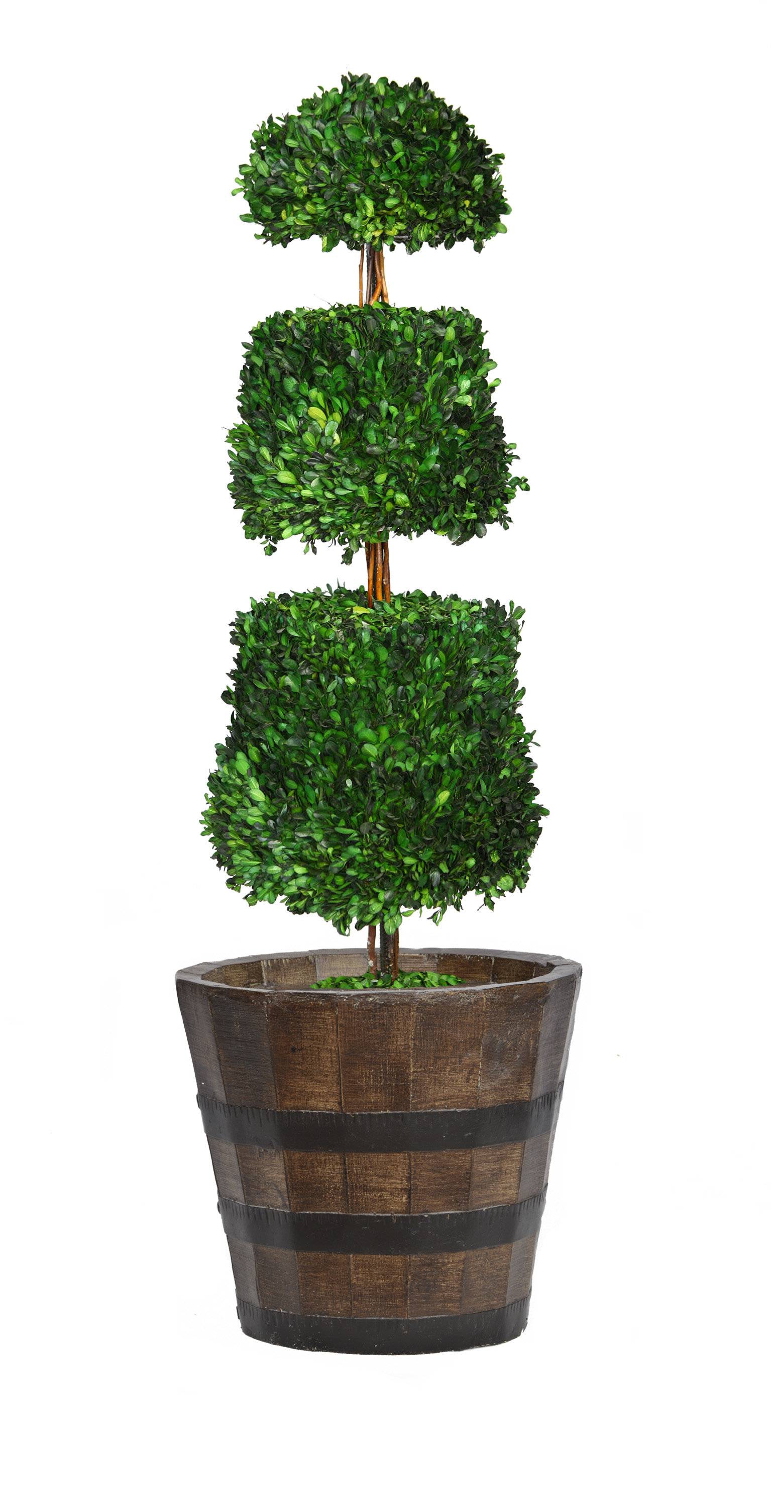 Laura Ashley Preserved Natural Boxwood Cone Topiary In Planter | Wayfair