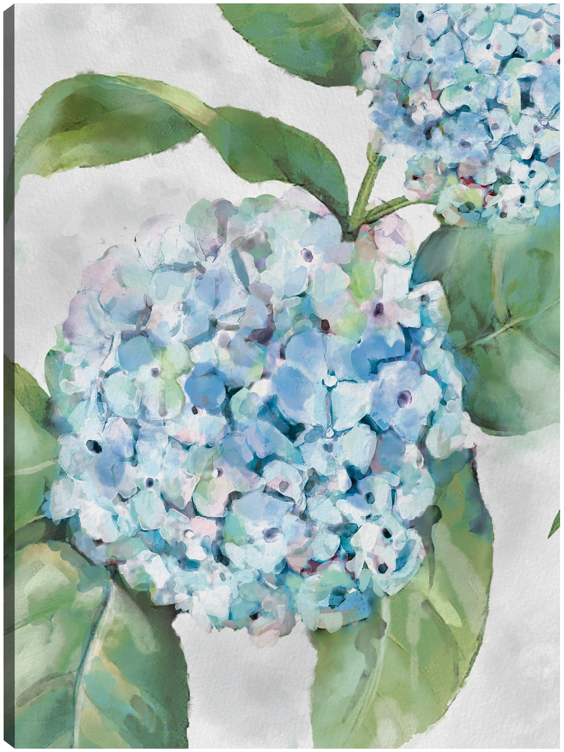 Red Barrel Studio® Hydrangea Portraits I by Studio Arts Canvas Art ...