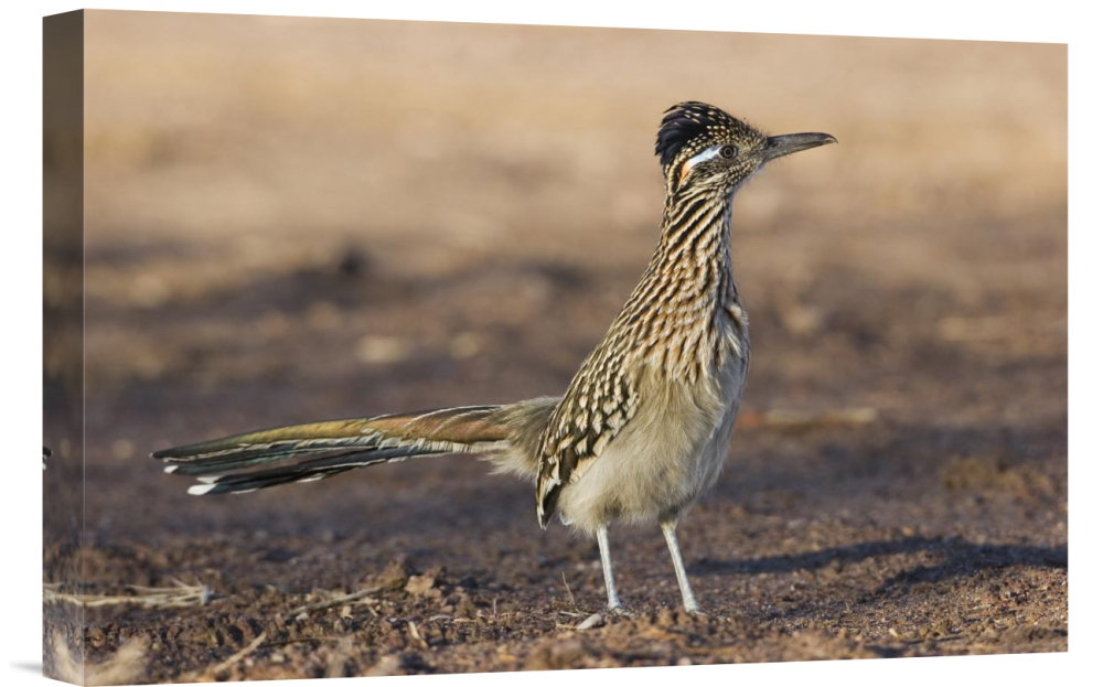 East Urban Home New Mexico Greater Roadrunner Profile - Photograph ...