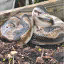 Hi-Line Gift Ltd. REGIUS BALL PYTHON STATUE & Reviews | Wayfair