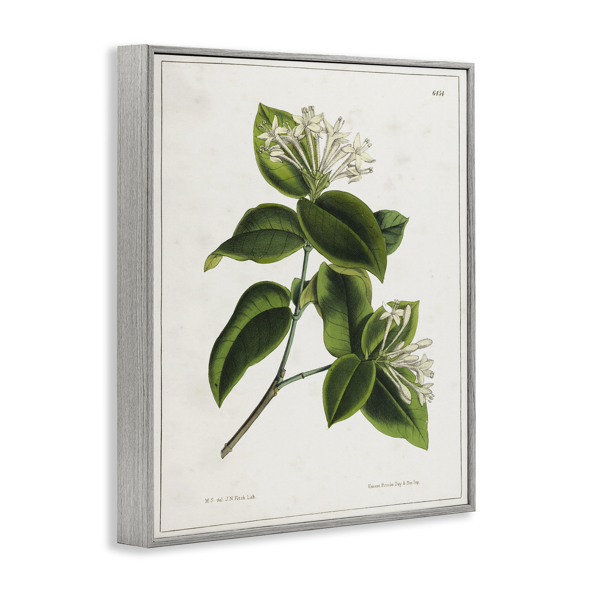 Dakota Fields Blooming Vintage Study Giclee Art by Tina Higgins Designs ...