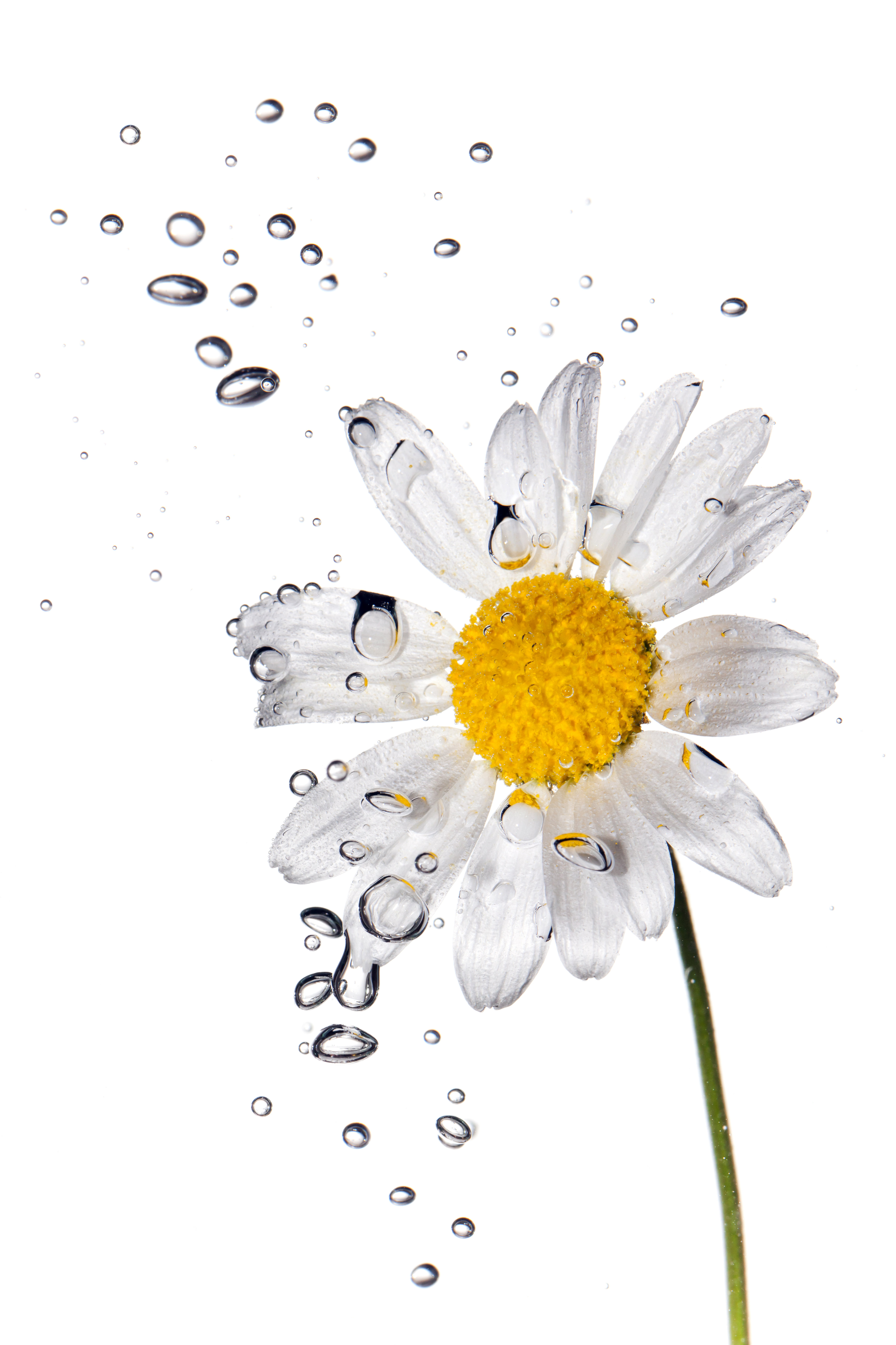 Latitude Run® Daisy by Mutlu Kurtbas | Wayfair