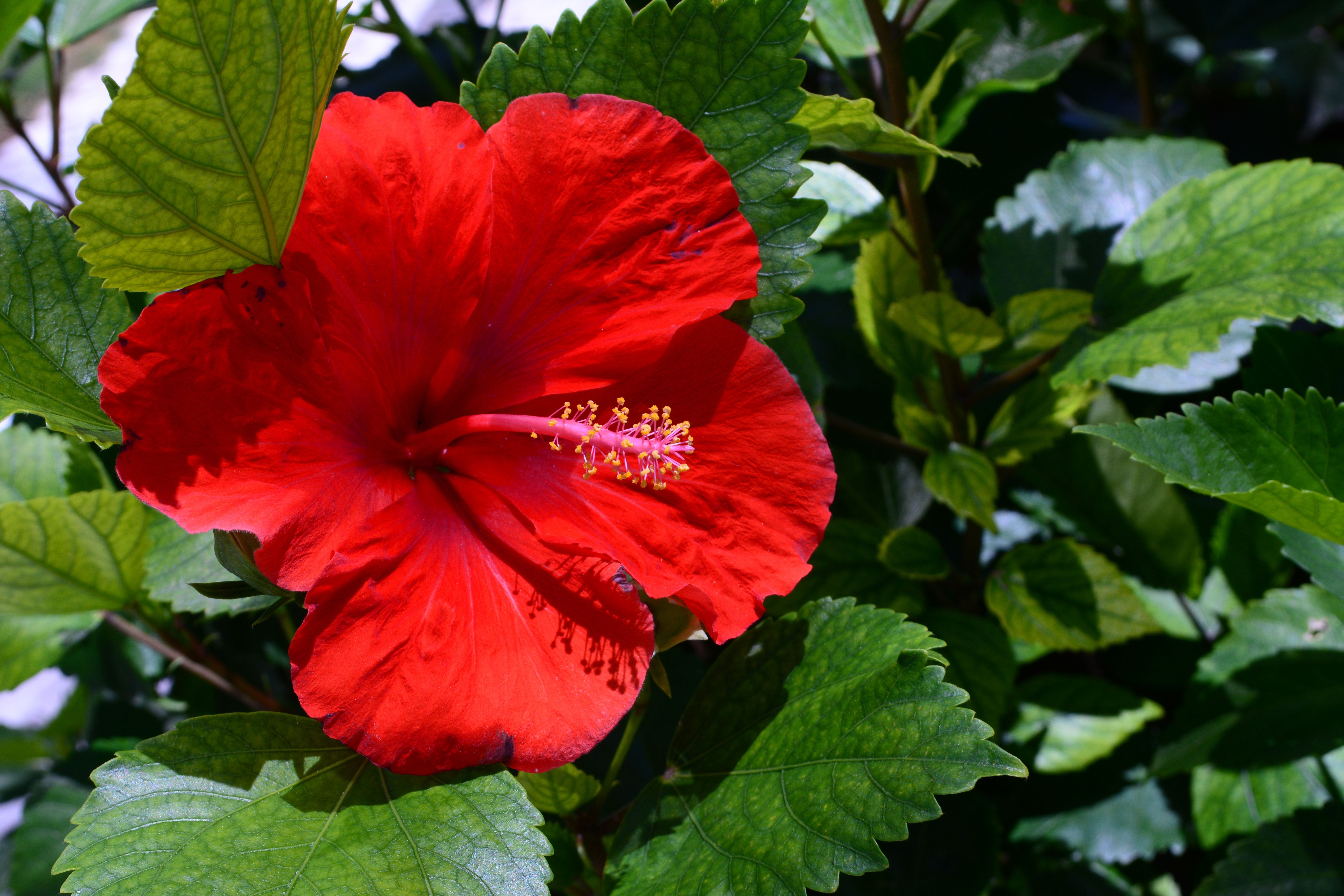 Bayou Breeze Red Hibiscus by Edson Hardt - Wrapped Canvas Photograph ...