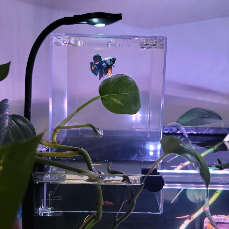 Tucker Murphy Pet™ Increase Fish Activity Area,Vacuum Suspended Fish ...