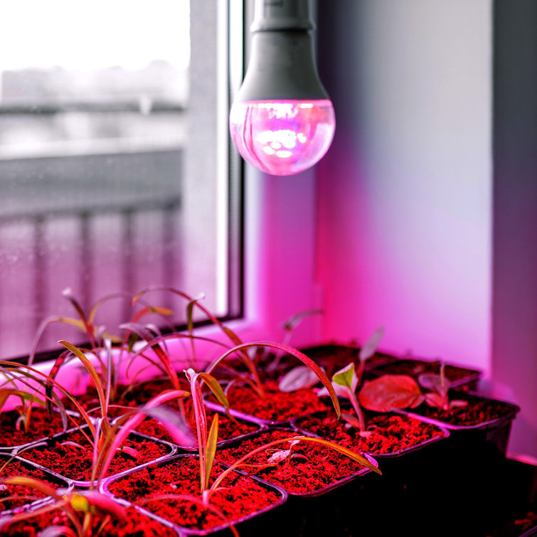 Touch of ECO Full Spectrum Led Grow Light Bulb For Indoor Plants ...