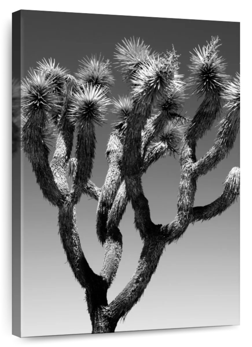 Elephant Stock Black Arizona - The Joshua Tree | Wayfair