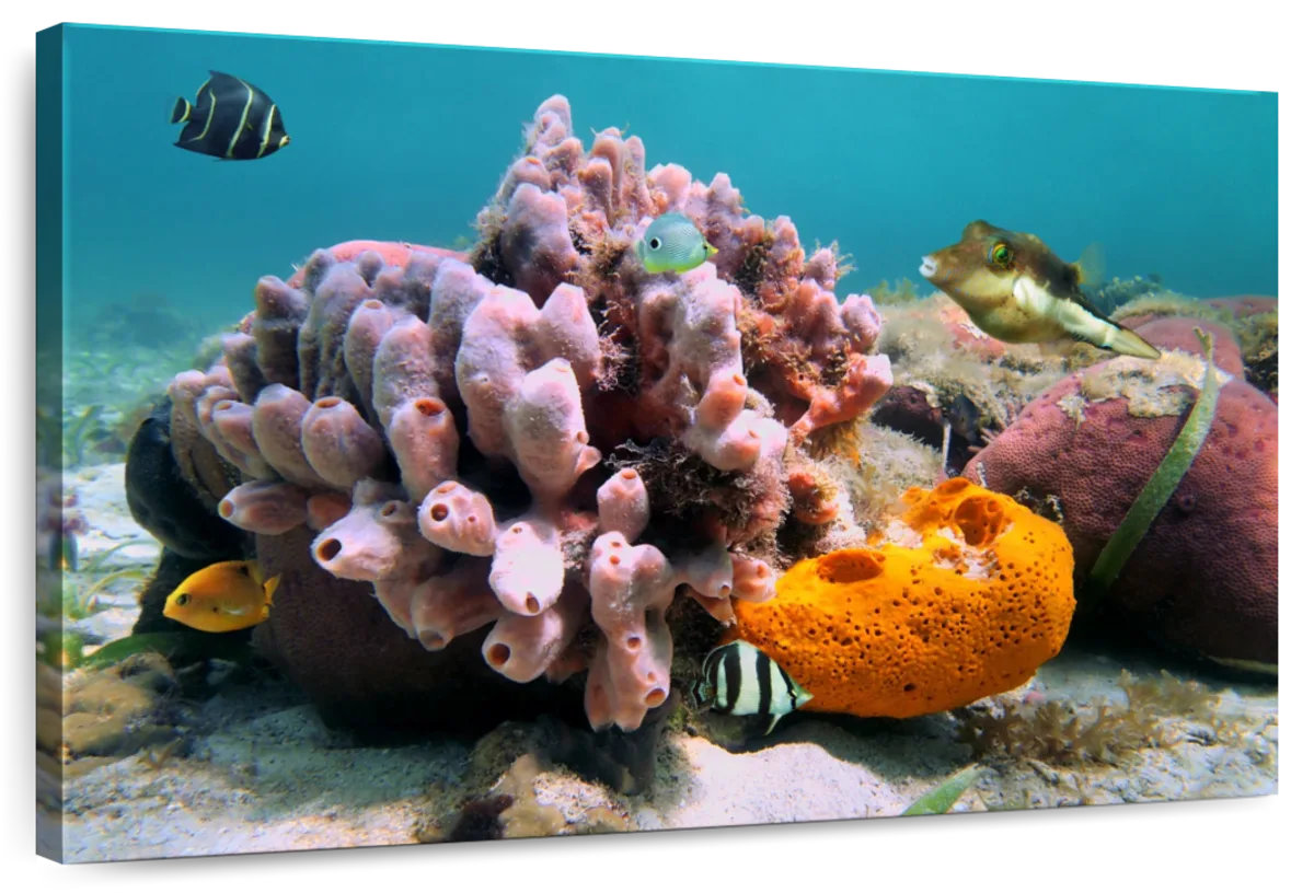 Ebern Designs Brampt Pink Sea Sponge | Wayfair