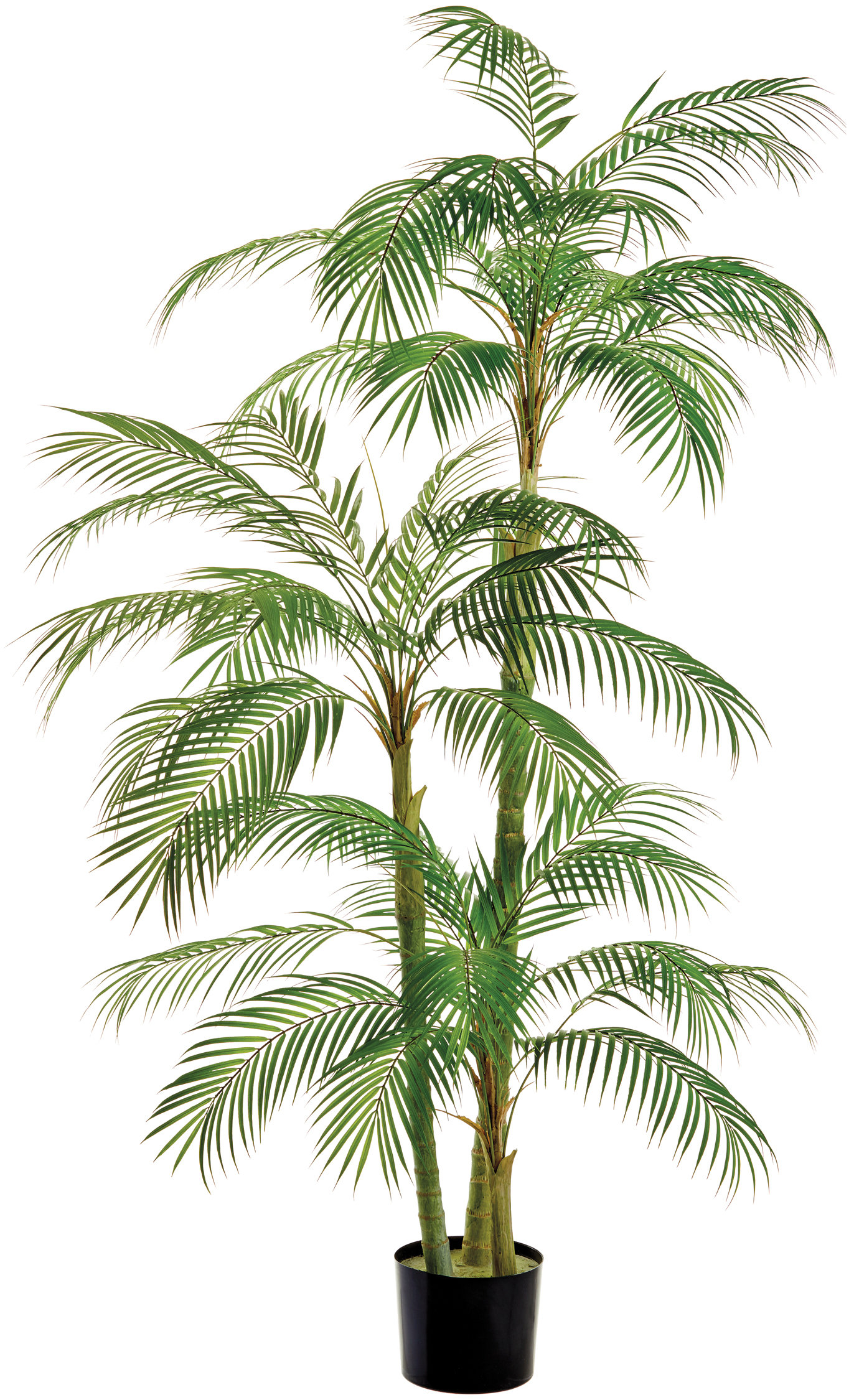 Bayou Breeze Areca Palm Tree in Nursery Pot | Wayfair