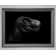 Bright Star T-Rex In The Dark - Single Picture Frame Art Prints ...