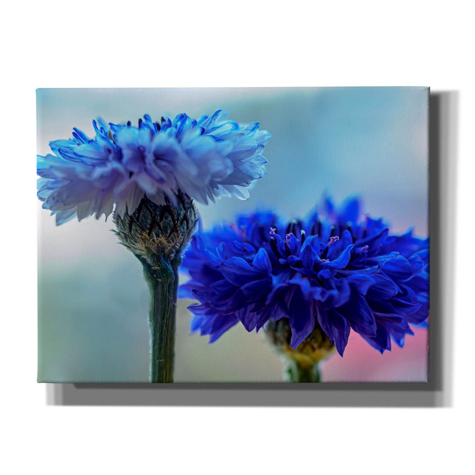 Ebern Designs Bachelor Brothers On Canvas by Pamela Plummer Print | Wayfair