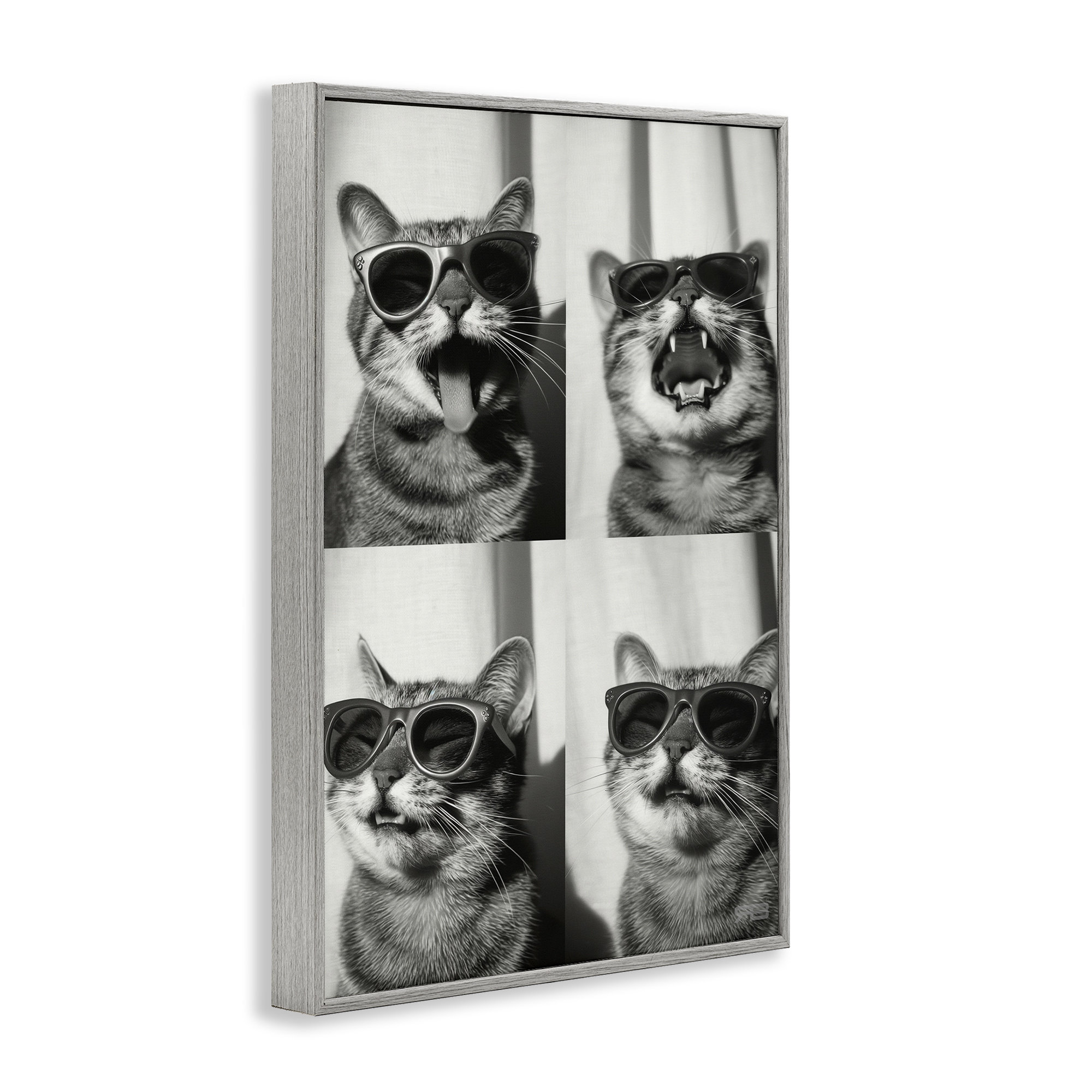 Stupell Industries Photobooth Style Cat Framed Giclee Art by Roozbeh ...