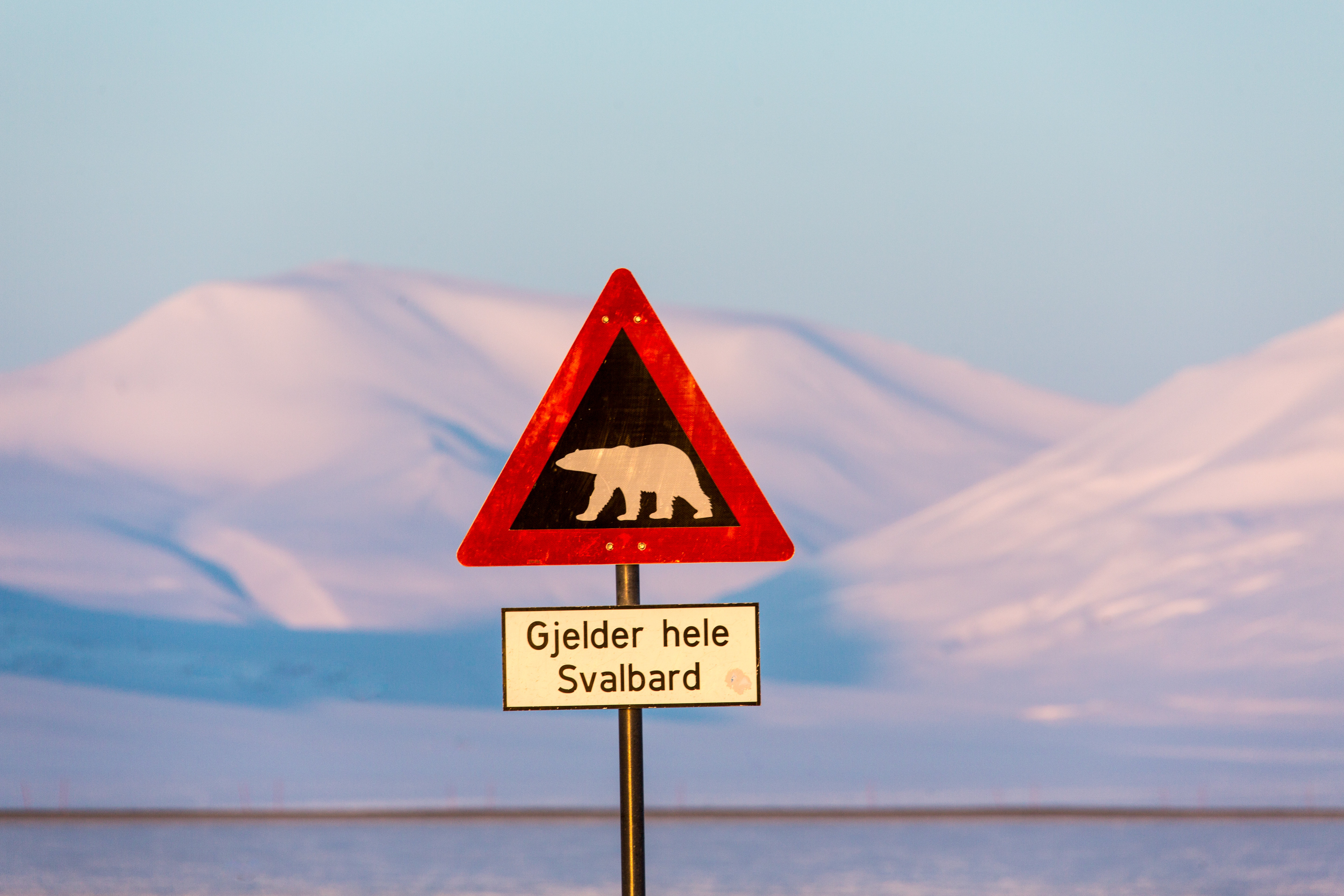Latitude Run® Road Sign with Plar Bear in Longyearbyen by ...
