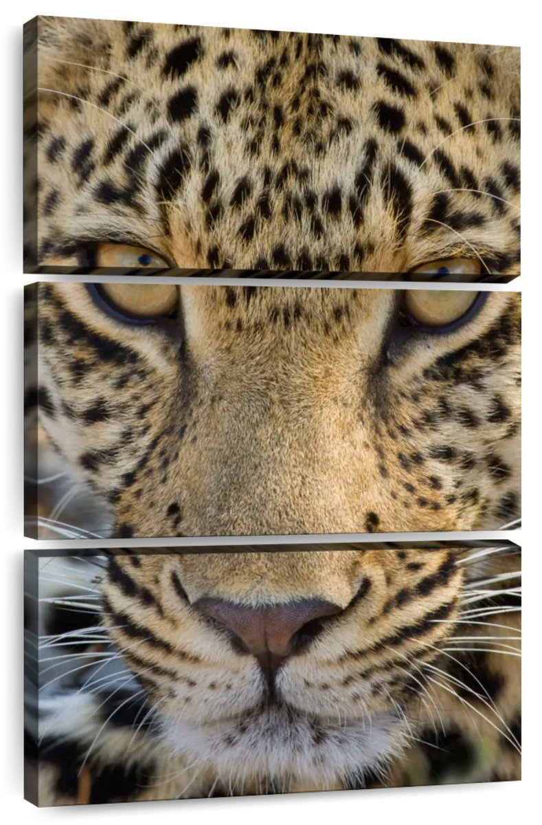 Ebern Designs Leopard Face - Wayfair Canada