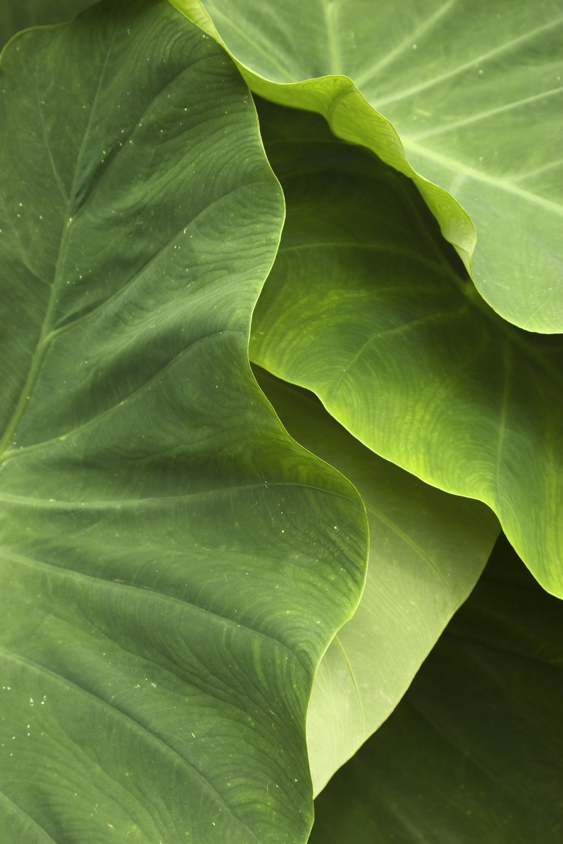 Bayou Breeze Eddyville Taro Leaves On Canvas by Ellefox Photograph | Wayfair