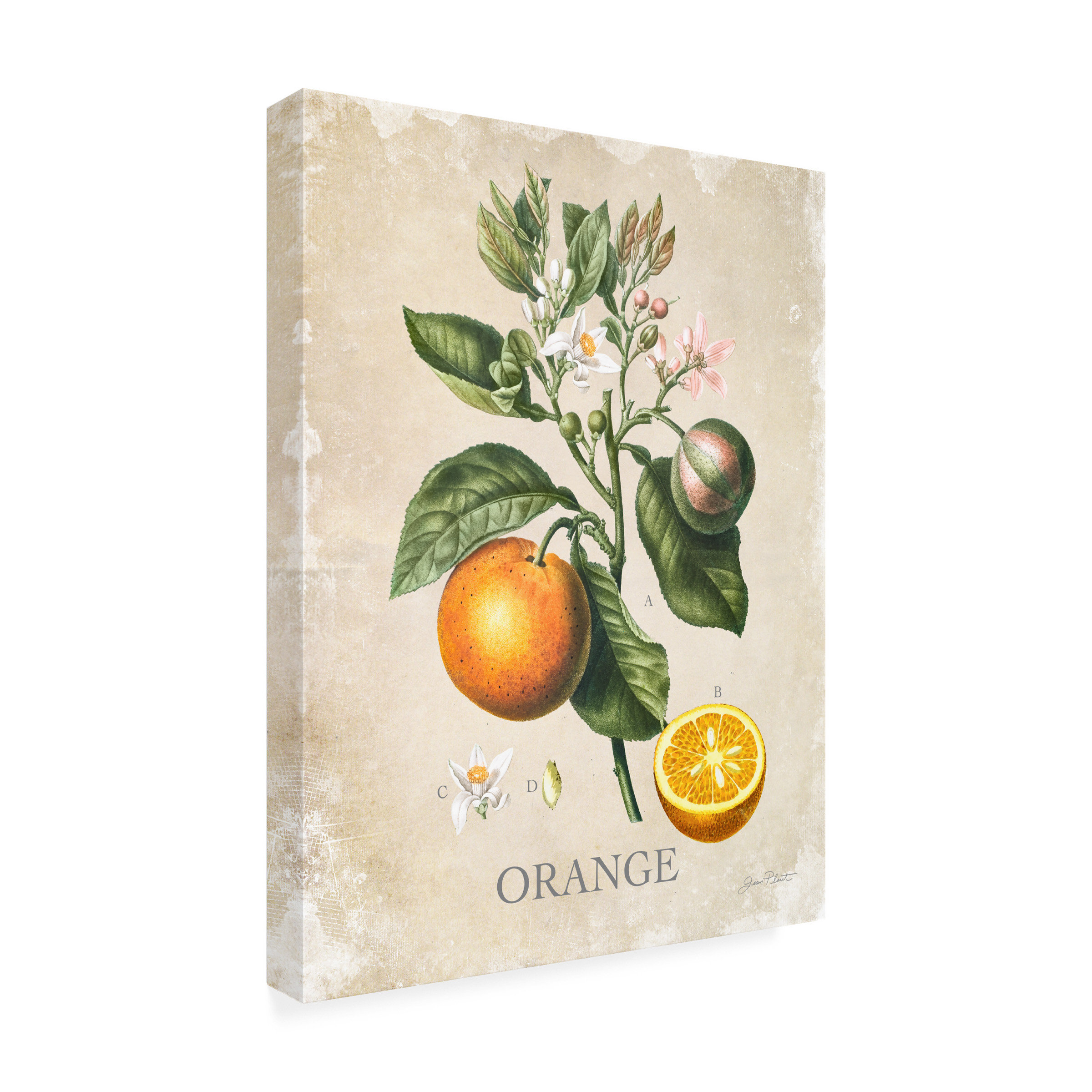 August Grove® Ashantae Luscious Fruit Study E by Jean Plout - Wrapped ...