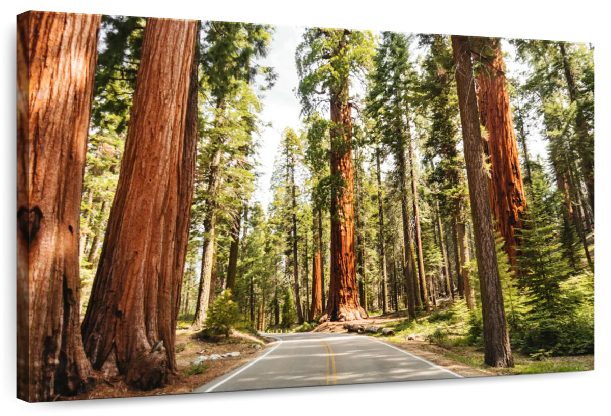 Lark Manor Harnek Sequoia Tree Lane - Wayfair Canada
