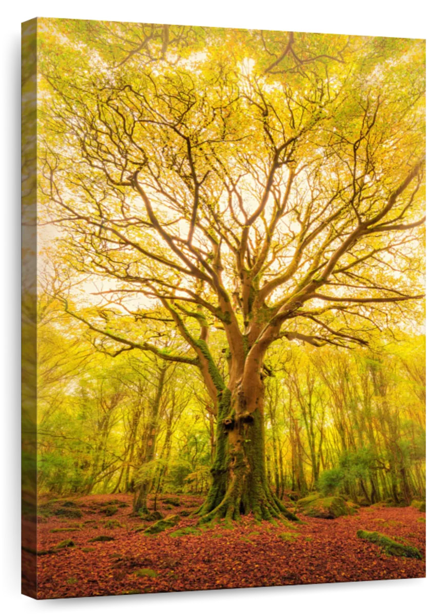 Lark Manor™ Harnek European Ash Tree | Wayfair