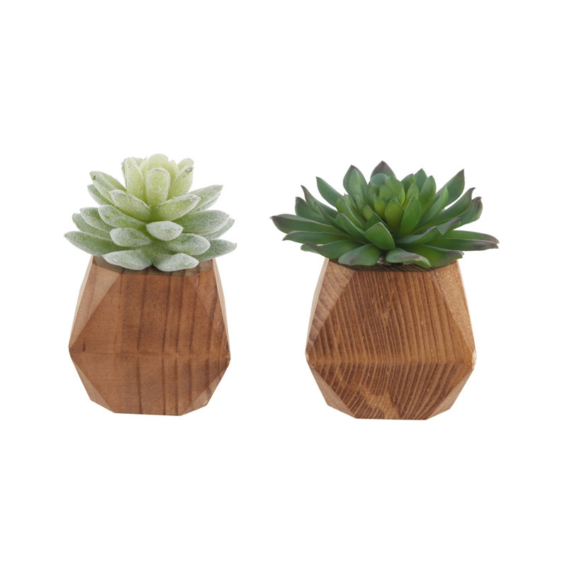 Wrought Studio 2 Piece Succulent Plant Set in Pot & Reviews - Wayfair ...