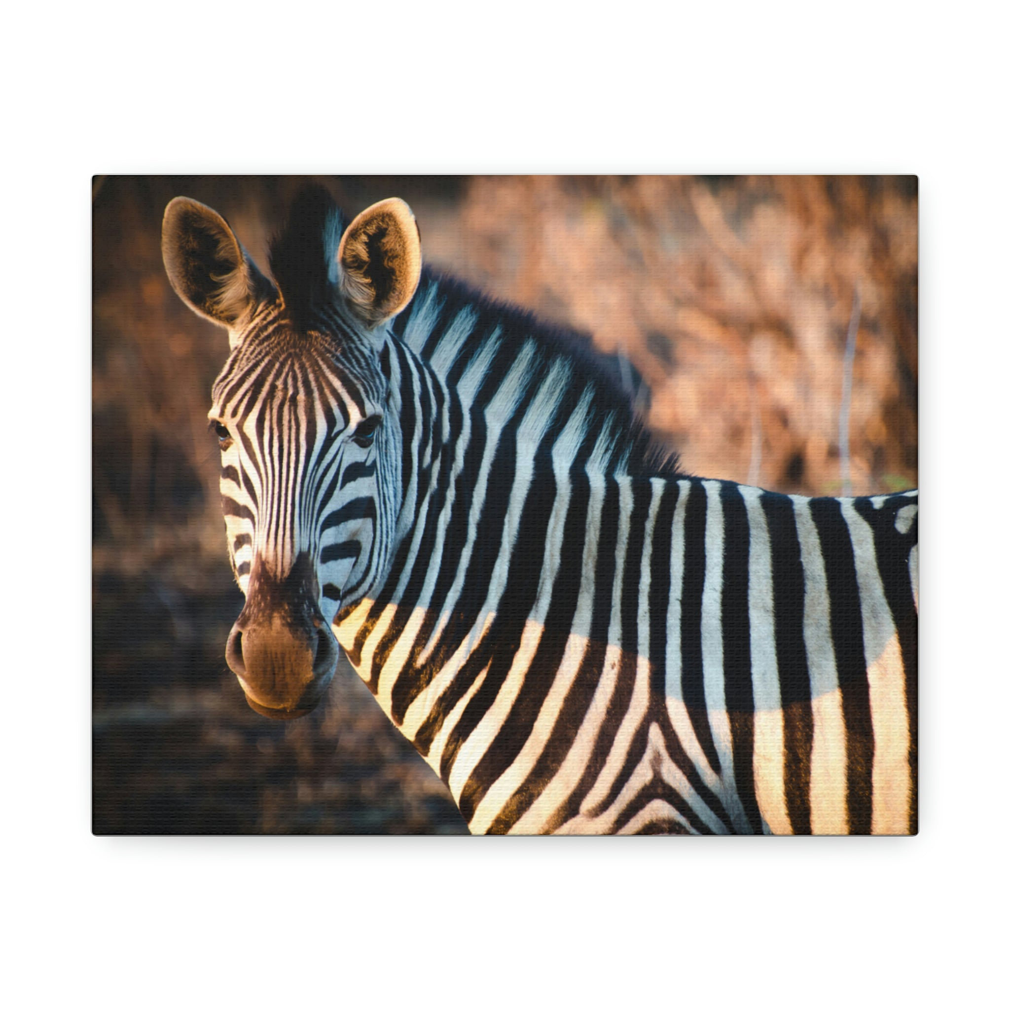 Dakota Fields Zebra - Rectangle Illustration on Canvas | Wayfair