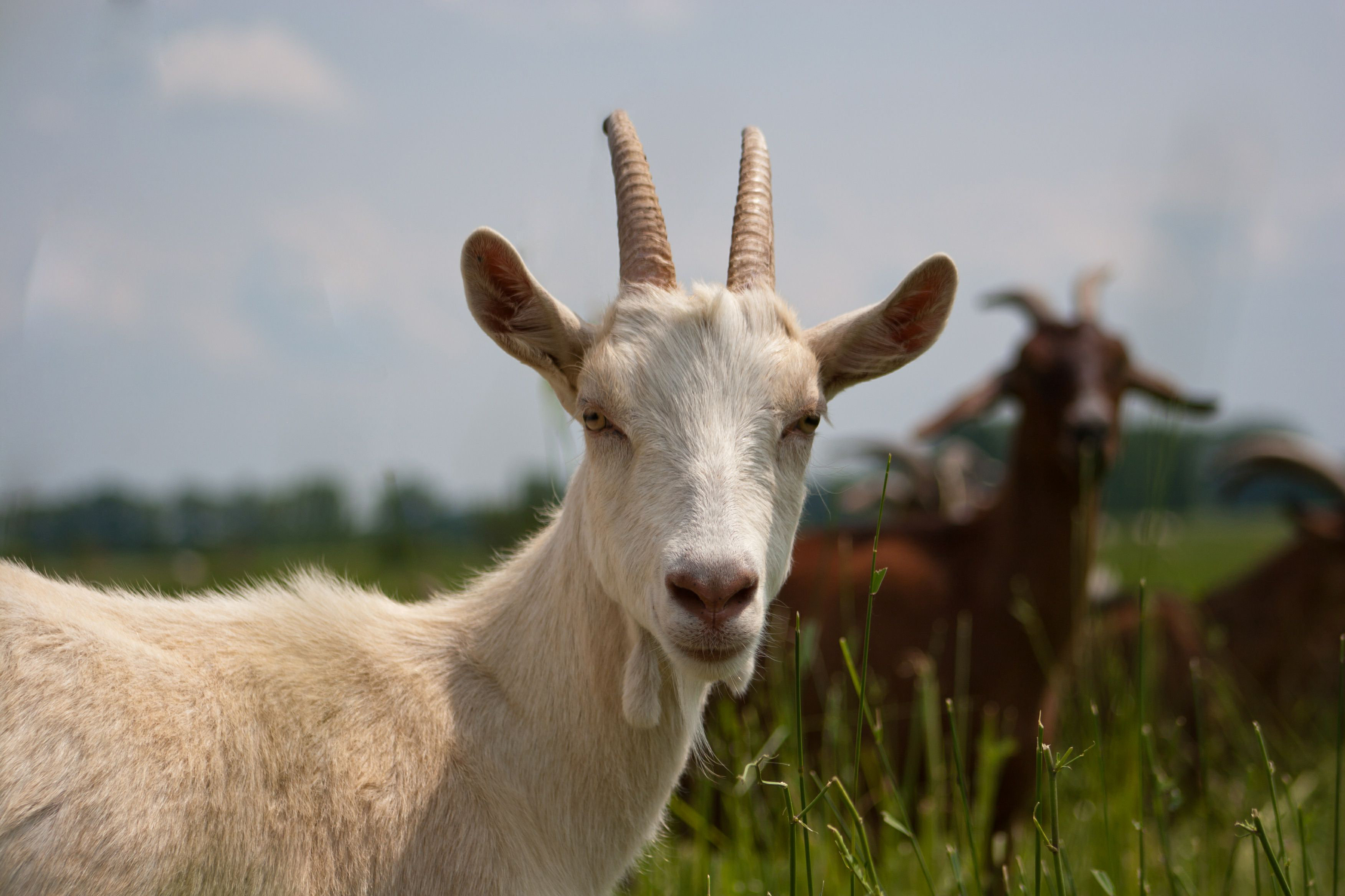 Gracie Oaks Closeup of Goat - Wrapped Canvas Photograph | Wayfair