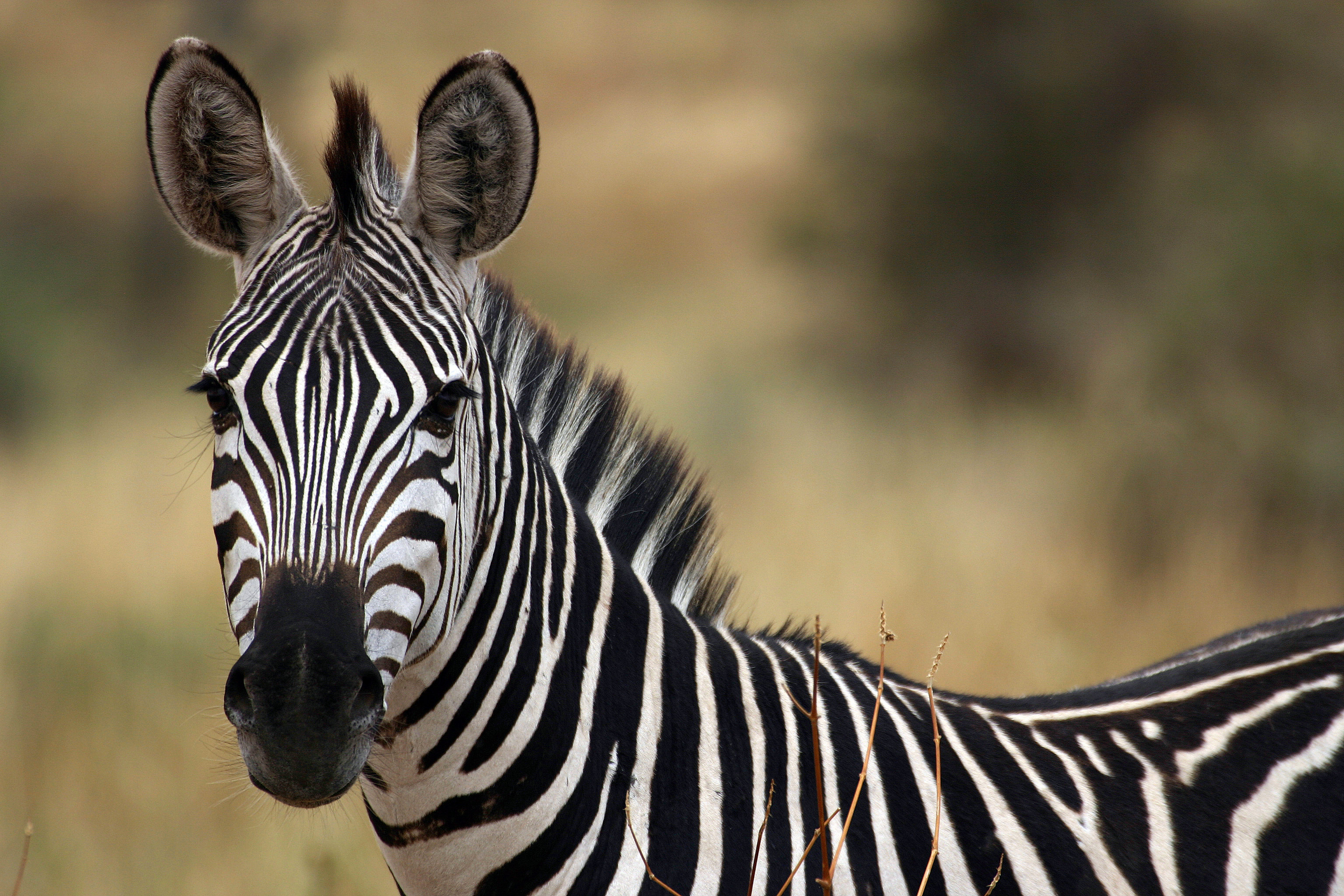 17 Stories Zebra - Wrapped Canvas Photograph | Wayfair.co.uk