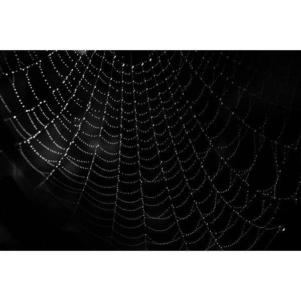 17 Stories Wet Lace by Johnnyfrs - Wrapped Canvas Print | Wayfair.co.uk