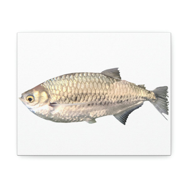 Dovecove Silver Fish Stretched On Canvas Illustration | Wayfair