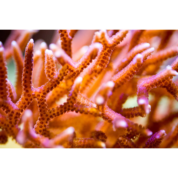 Highland Dunes Pink Birdsnest Coral by Chrisho | Wayfair