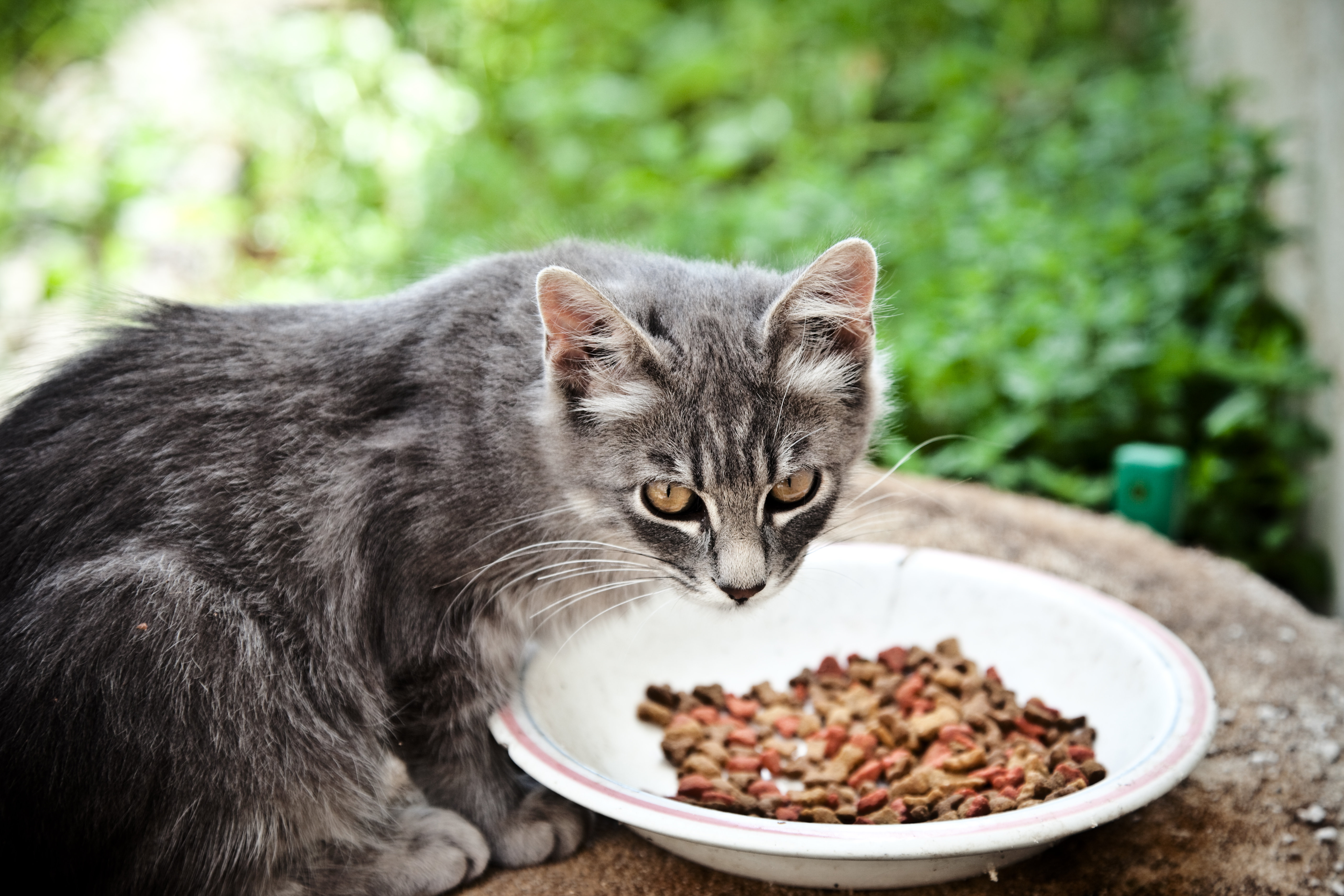 Latitude Run® Eating Alley Cat by Piccerella | Wayfair