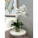 Creative Displays, Inc. Phalaenopsis In Glass Vase With Moss & Rock ...