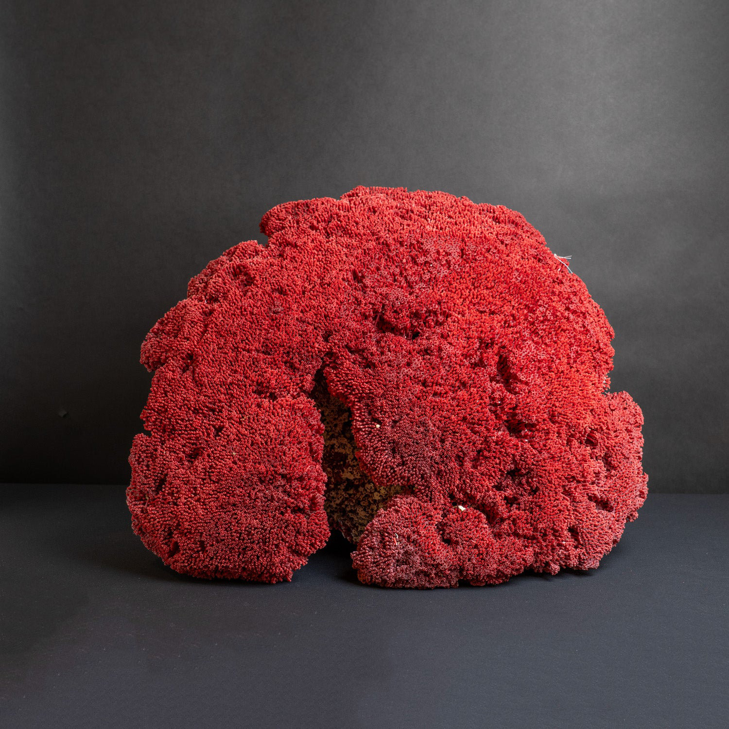 Astro Gallery of Gems Genuine Large Red Pipe Organ Coral (22 Lbs) | Wayfair