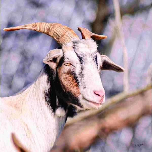 Rosalind Wheeler " Brown Goat " by Donnie Quillen - Wayfair Canada