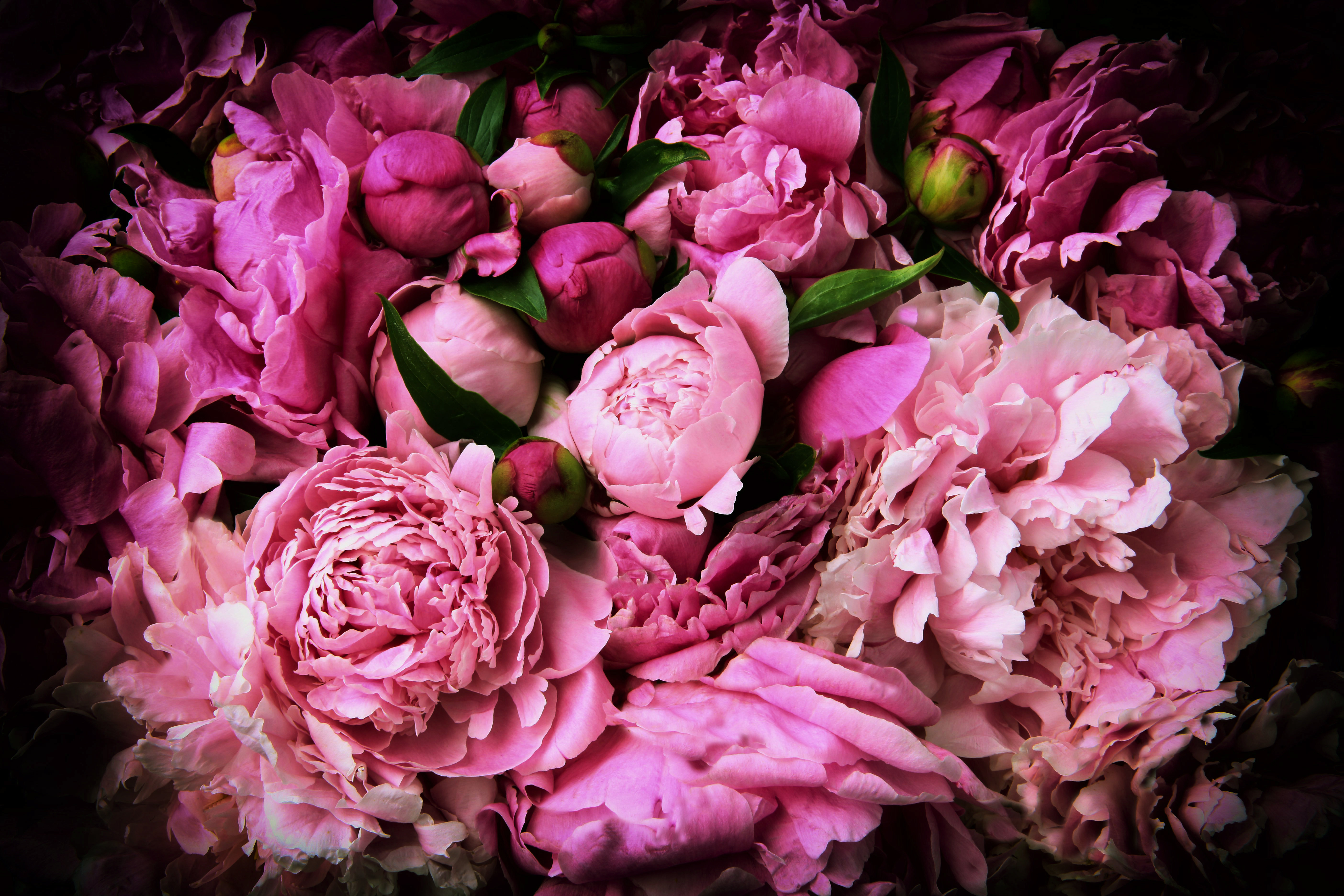 Mercer41 Mickaila Peony On Canvas by Fotomem Photograph | Wayfair