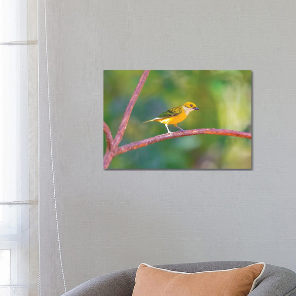 Brayden Studio Central America, Costa Rica. Male Silver-throated ...