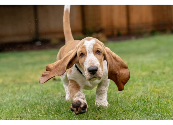 Latitude Run® Renton Washington State USA Three Month Old Basset Hound ...