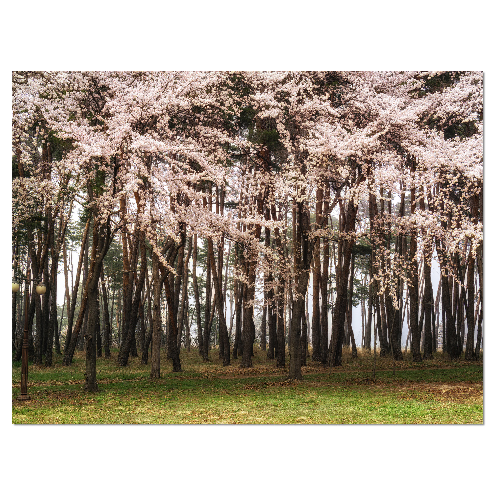Charlton Home® Cherry Blossoms in Pine Tree - Wrapped Canvas ...