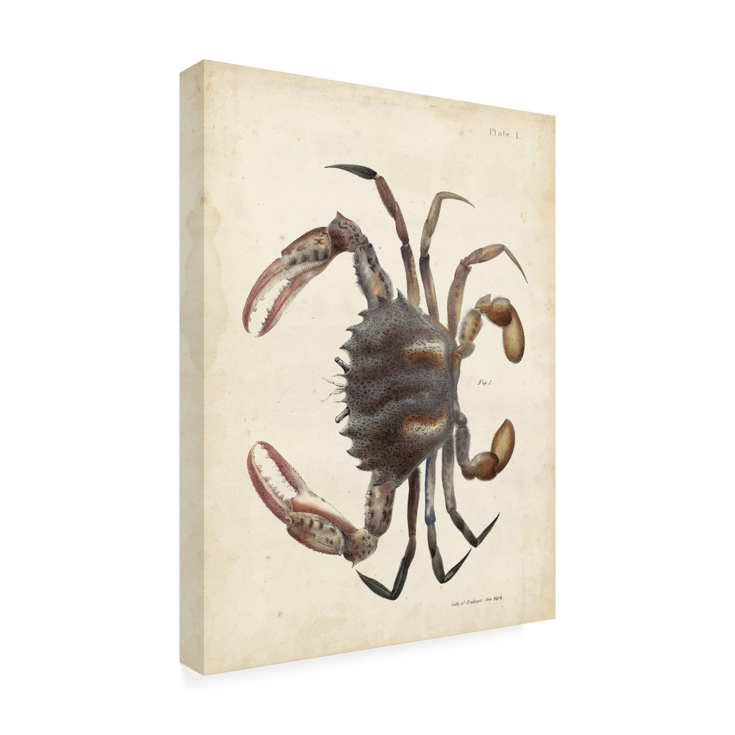 Trademark Fine Art DeKay 'Vintage Crab I' Canvas Art | Wayfair