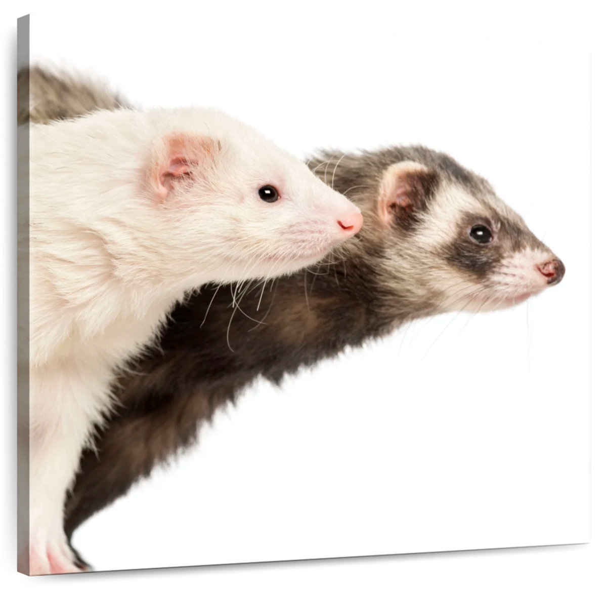Elephant Stock Two Curious Ferrets | Wayfair