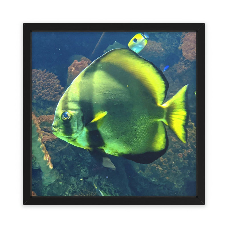 Dovecove Green Fish - Picture Frame Illustration | Wayfair