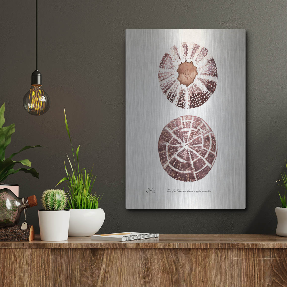 Highland Dunes Sienna Shell Collector 2' by Annie Warren Metal Wall Art ...