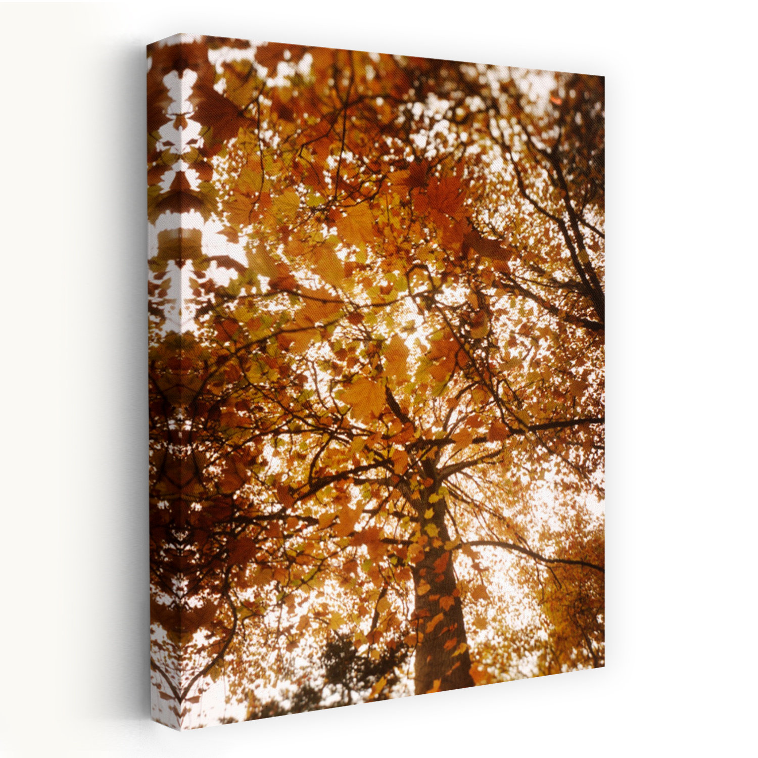 Red Barrel Studio® Low Angle View Of Autumn Trees Volunteer Park ...