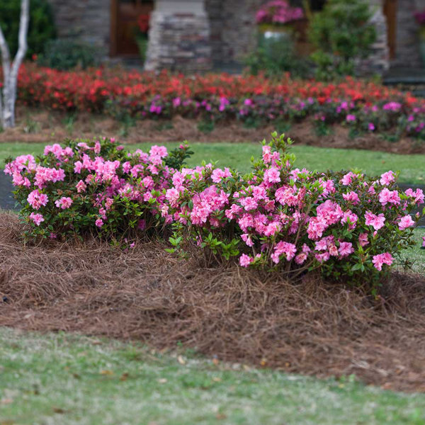 Encore Azalea 1 Gallon Autumn Carnation Encore Azalea - Reblooming ...