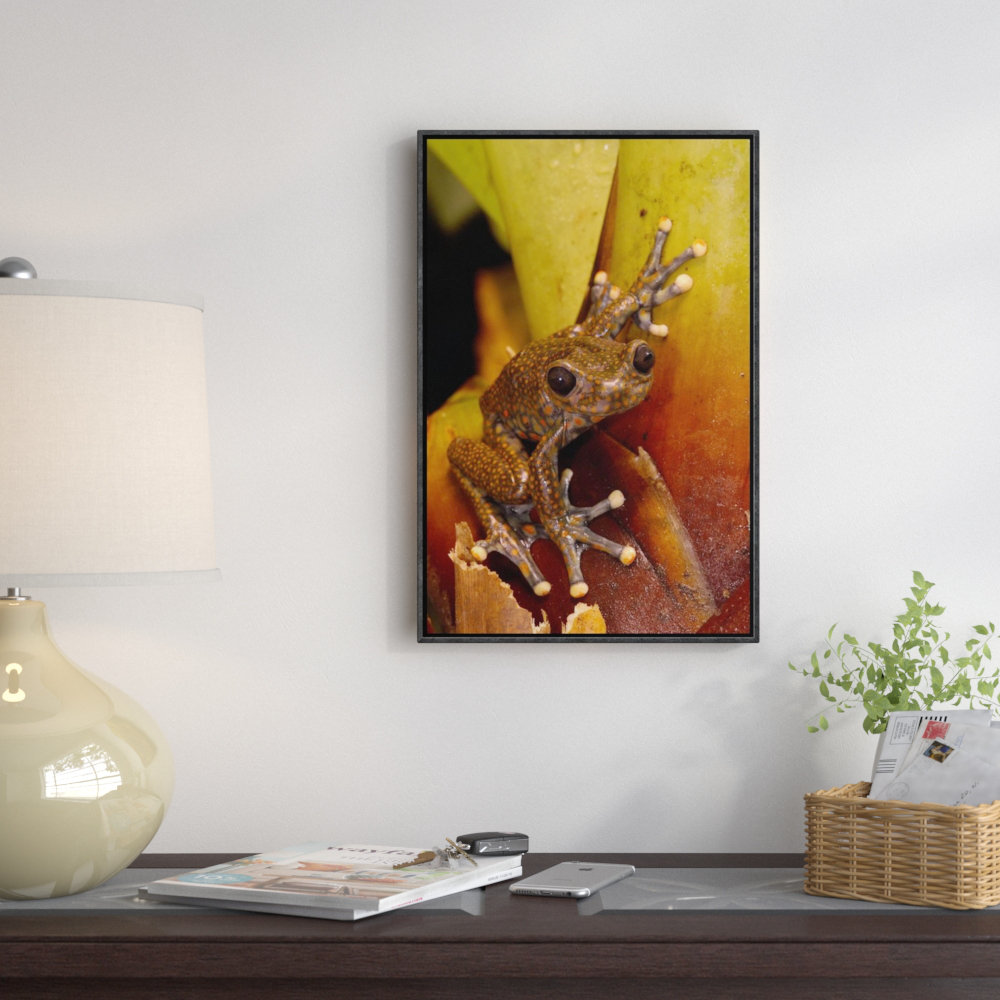 East Urban Home 'Strawberry Tree Frog Male' Framed Photographic Print ...