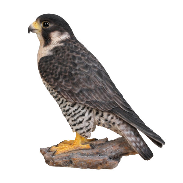 Hi-Line Gift Ltd. Peregrine Falcon Statue & Reviews | Wayfair