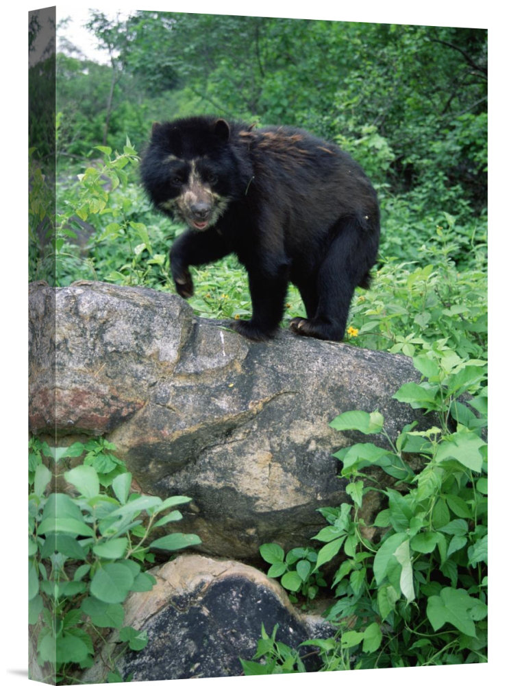 East Urban Home 'Spectacled Bear, Cerro Chaparri, Peru' Photographic ...