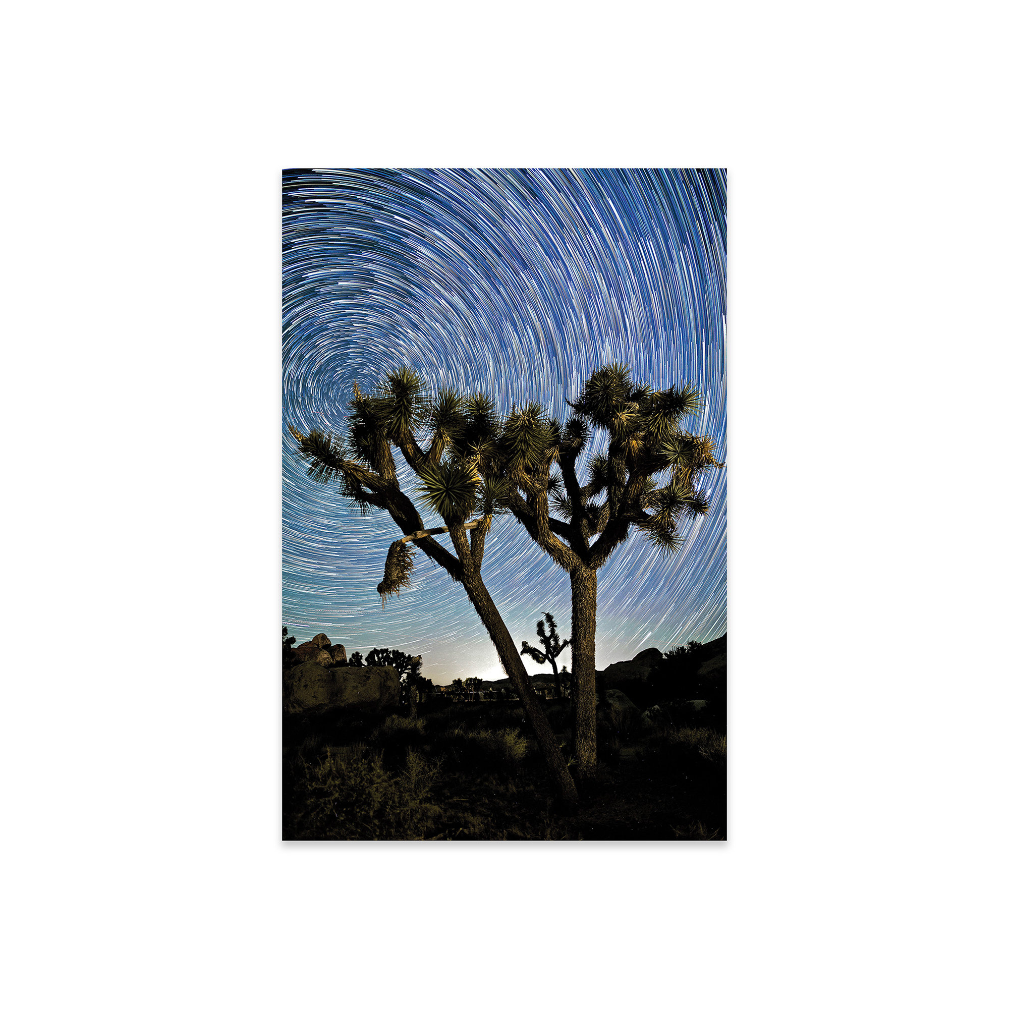 Union Rustic Joshua Tree Star Trails On Plastic / Acrylic by Susan ...