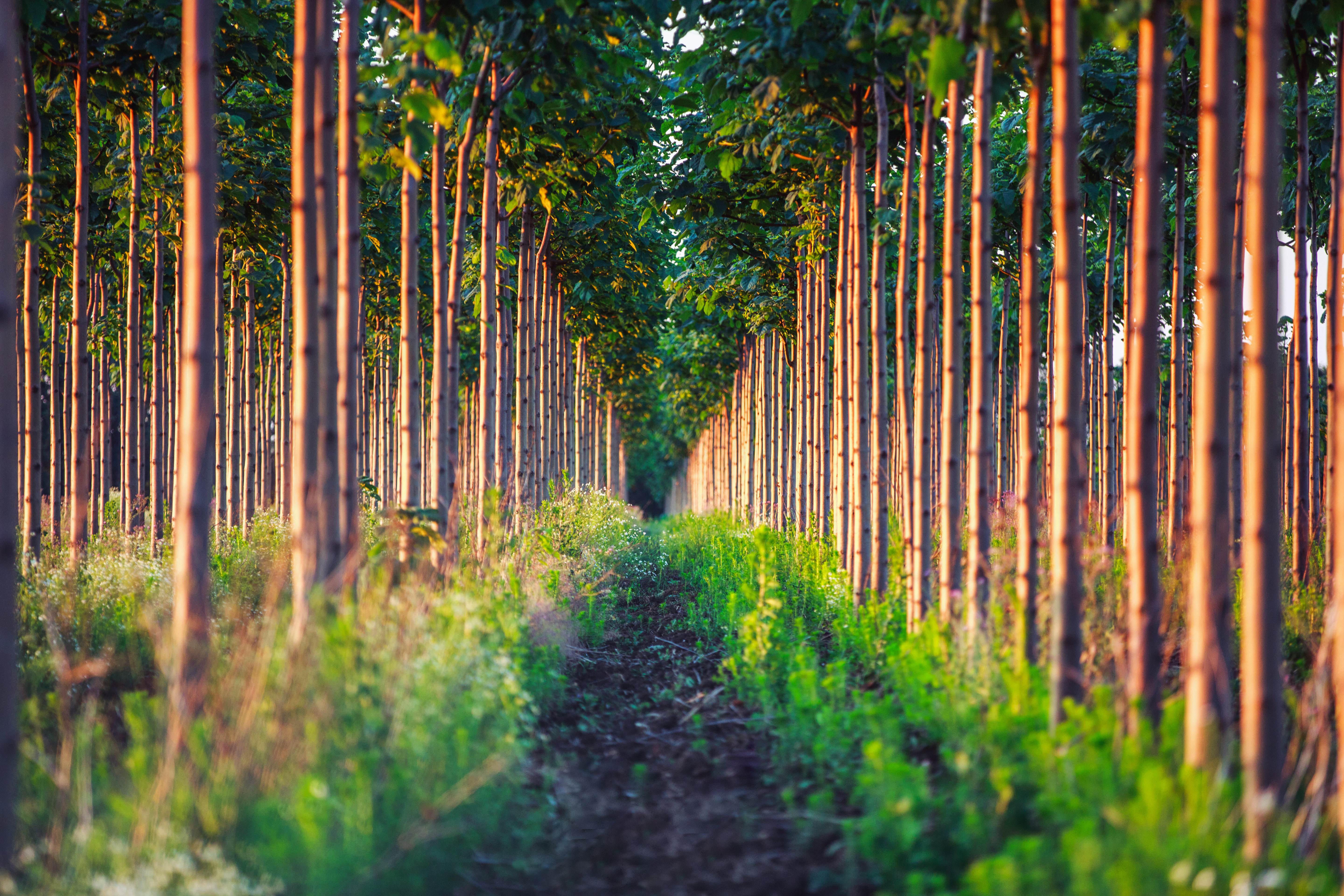 Latitude Run Edda Paulownia Tree Plantation - Wrapped Canvas Photograph ...
