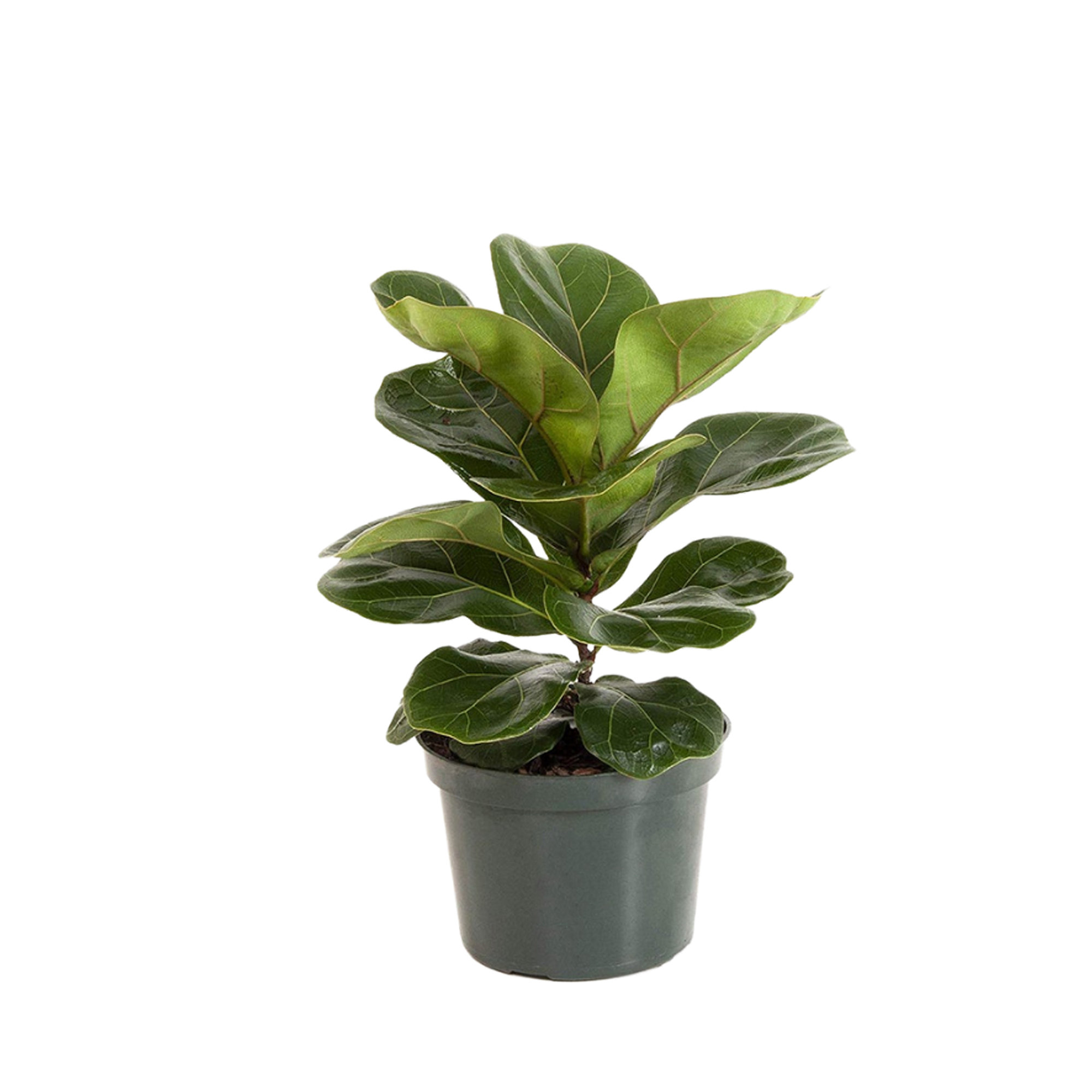 United Nursery Live Fiddle Leaf Fig Plant in Nursery Pot | Wayfair