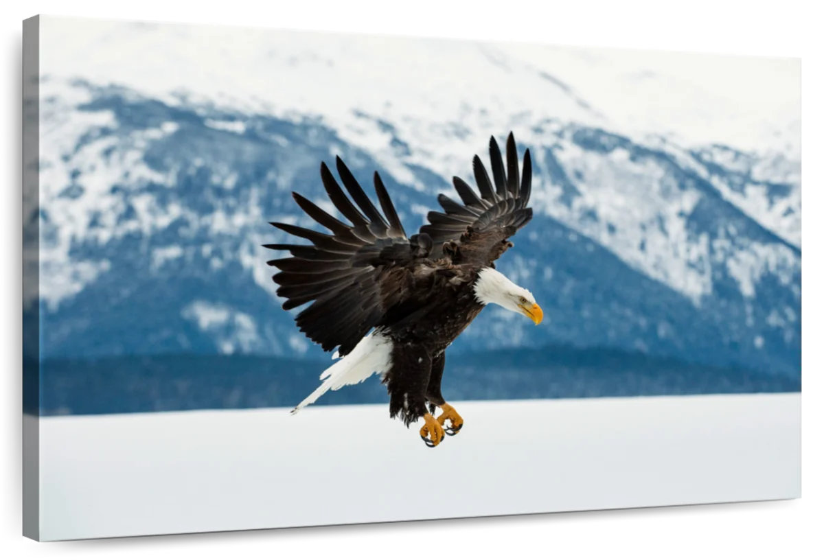 Ebern Designs Alaskan Eagle | Wayfair